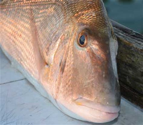 Funky Fish Pictures Florida Go Fishing