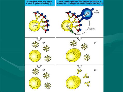 b细胞介导的体液免疫应答概述及抗体应答类型 csdn文库