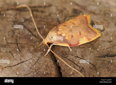 Closeup On The Colorful Yellow And Pink Small Oak Skeletonizer Moth Carcian Quercana In The