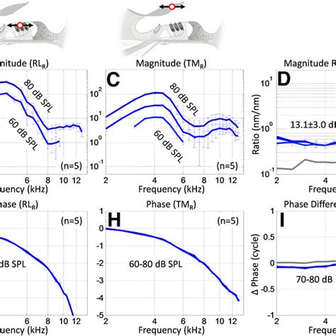 A Comparison Between The Neural And Basilar Membrane Download
