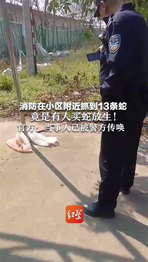 消防在小区附近抓到13条蛇 竟是有人买蛇放生！官方：当事人已被警方传唤凤凰网视频凤凰网