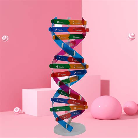 Dna Models Double Helix Structure Teaching Toy Abs Double Helix Diy Human Genes For Biological