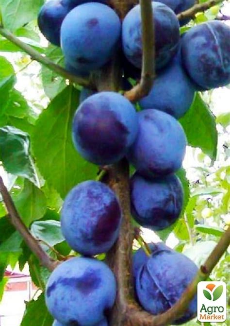Слива колоновидна "Анже": купити поштою в Одесі, Києві, Україні | Agro ...