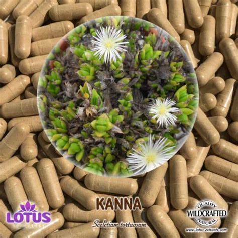Kanna Herb Capsules Sceletium Tortuosum Lotus Extracts