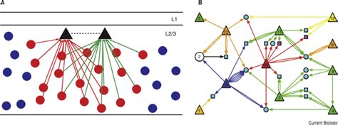 Models Of Cortical Connectivity A Hypothetical Circuit Model Showing