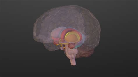 Brain A 3d Model Collection By University Of Dundee Cahid Anatomy Dundee Sketchfab