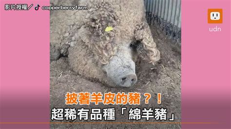 披著羊皮的豬？！ 超稀有品種「綿羊豬」｜寵物｜可愛動物 Youtube