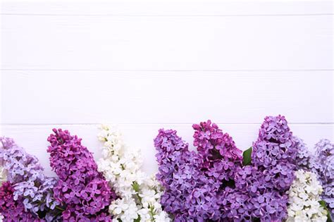 サンプルテキストと白い木製の背景にライラックの花の枝 まぶしいのストックフォトや画像を多数ご用意 まぶしい ウクライナ デザイン