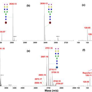 Comparison Of N Glycan Labeling By QUANTITY And AminoxyTMT 126 TMT Download Scientific