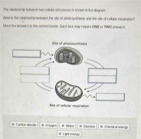 Solved The Relationship Between Two Cellular Processes Is Shown In The Diagram What Is The