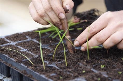 Premium Photo Close Up Of Cropped Hands Planting Seedlings In Tray