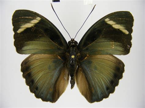 Euphaedra Disjuncta · Inaturalist