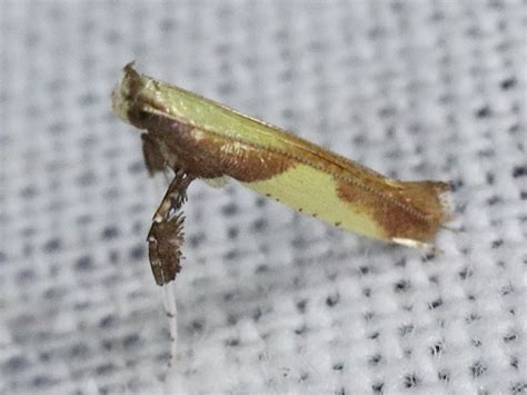 Caloptilia Acericola