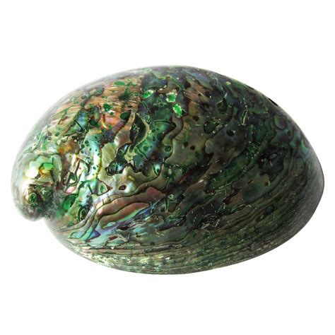 Cm Abalone Sea Shell Naturally Coloured Real From Indonesian Beach