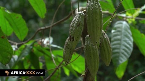 Sensual Sex In The African Jungle FAPCAT