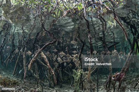 Akar Mangrove Dan Kardinal Foto Stok Unduh Gambar Sekarang Alam