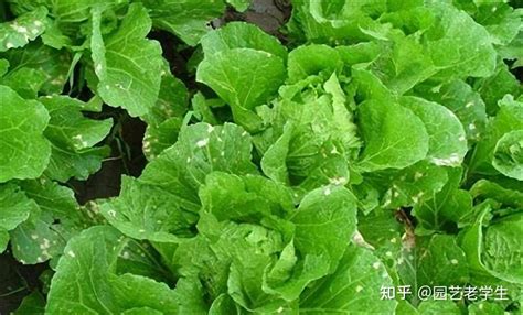 大白菜的主要病害 知乎