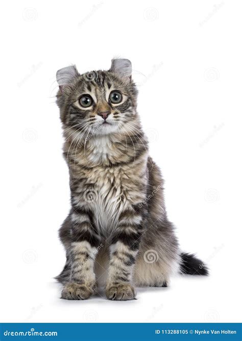 Black Tortie Tabby American Curl Cat Stock Image Image Of Baby Green