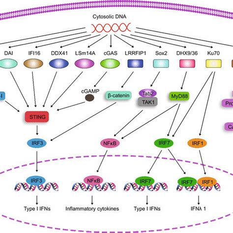 Pdf Dna Sensor Cgas Mediated Immune Recognition