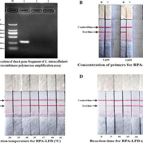 Specific Amplification Of Dnaa Gene And Optimization Of Condition For Download Scientific
