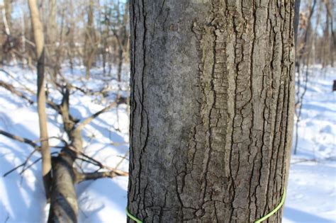 Maple Syrup Making Identifying Trees Equipment Needed Life On Misty Acres