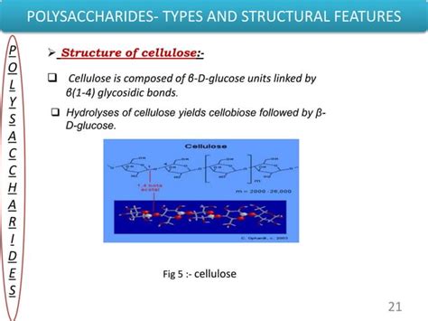 Polysaccharides Types And Structural Features Pptx