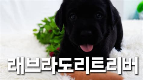 귀여움이 한가득 래브라도 보러오세요 블랙래브라도리트리버 Youtube