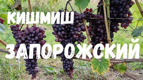 ВИНОГРАД кишмиш ЗАПОРОЖСКИЙ - YouTube