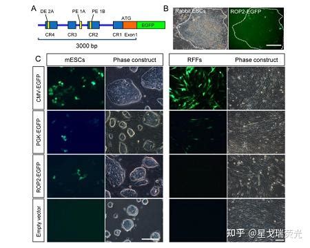 荧光标记重组融合蛋白荧光标记gctx荧光标记anti Cd4蛋白 知乎