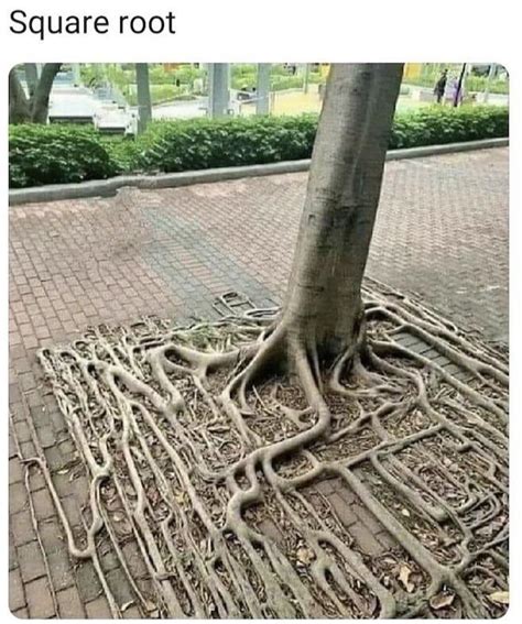 49 Hilarious Root Puns Punstoppable 🛑