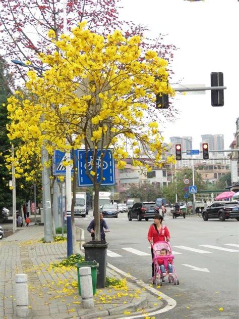 黃花風鈴木驚艷了春光 ——巴西國花在廣州番禺綻放 每日頭條