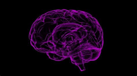 Scientists Identify Brain Roots Of Pessimism Scientists Identify