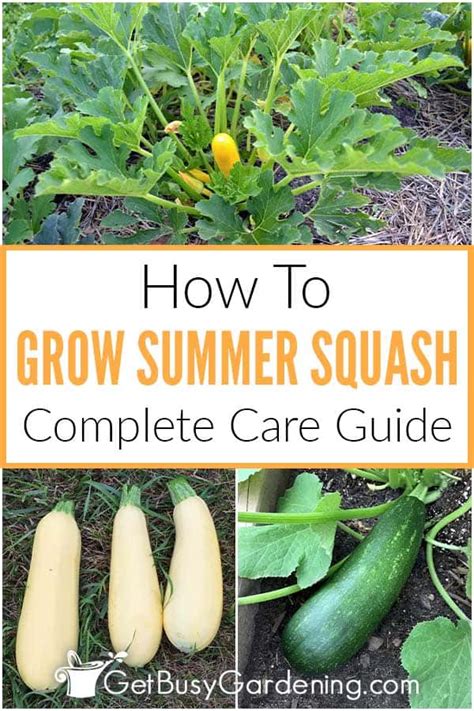 Yellow Squash Seedlings
