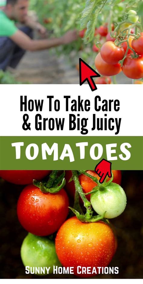 35 Tomato Plant Care Ideas Tomato Garden Growing Vegetables Tomato