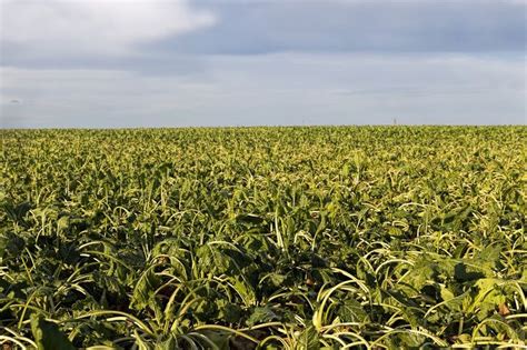 Challenges In Sugar Beet Farming
