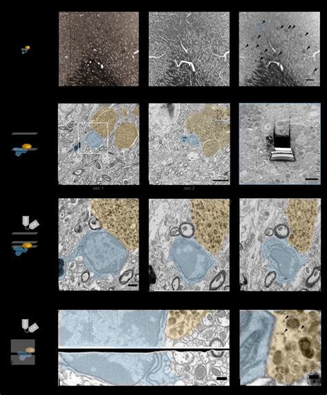 Targeted FIB SEM On Selected Consecutive Sites Of Semithick Sections Download Scientific