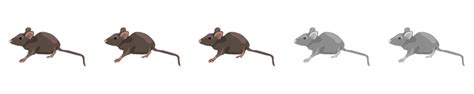Mouse Handling And Restraint Nc Dna Day Blog