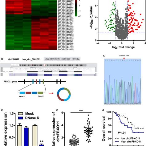 CircFBXO11 Is Highly Expressed In HCC Tissue And Cells A CircRNA