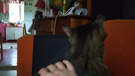 Petting Youtube