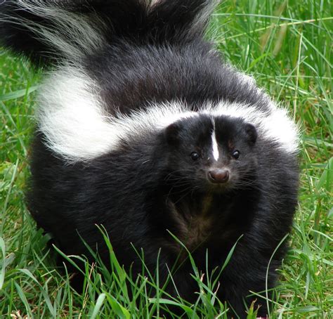 4 Steps For Neutralizing An Emotional Skunk Barbara Kay Coaching