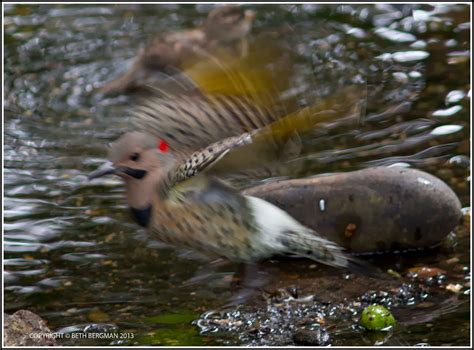 The Beth Lenz The Flicker