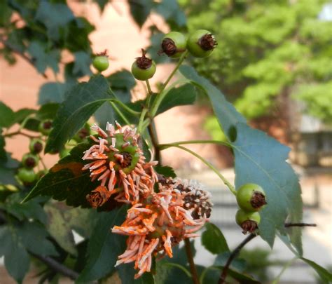 Cedar Quince Rust