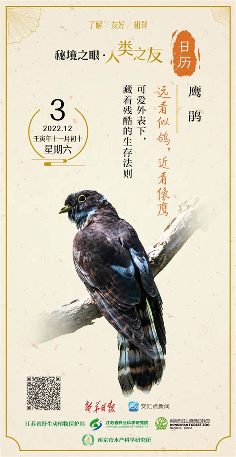 秘境之眼人类之友 日历 鹰鹃远看似鸽近看像鹰 外形 中国 寄主