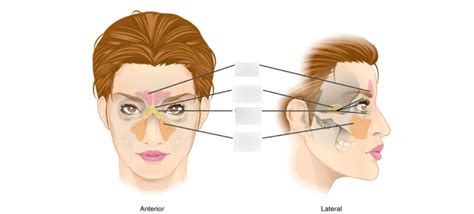Nasal Complex Diagram Quizlet