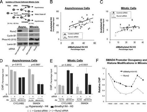 Mitotic Retention Of Gene Expression Patterns By The Cell Fate Determining Transcription Factor