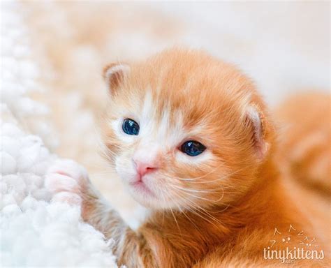 Tinykittens Timeline Photos Facebook Crazy Cats Cat Pics Kittens