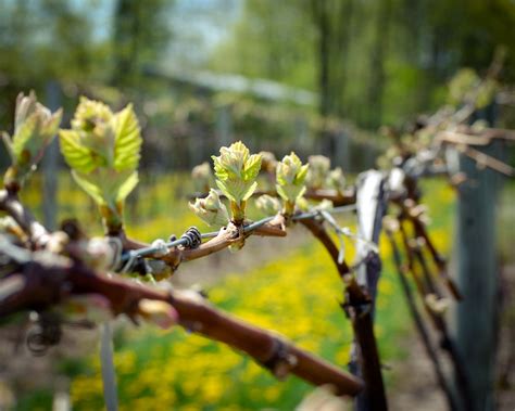 Discover The Beauty Of Finger Lakes Vineyards