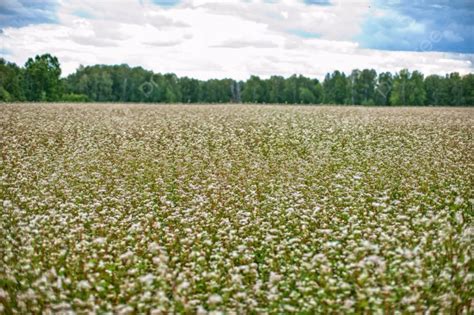 74 메밀밭 무료 다운로드 사진 그림 및 배경 이미지 Pngtree