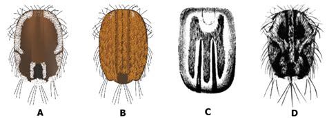 Dorsal Views Of Scutum Of A Culex Mcx Imitator Of The Present