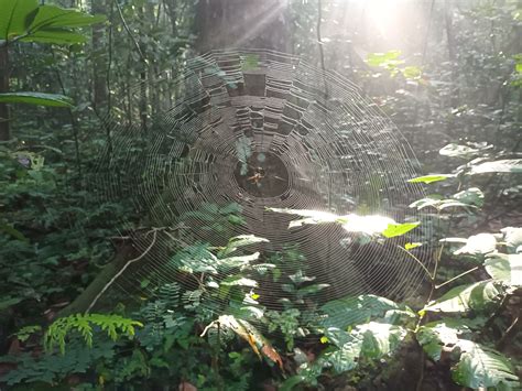 Nature And Symmetry Observer Voice